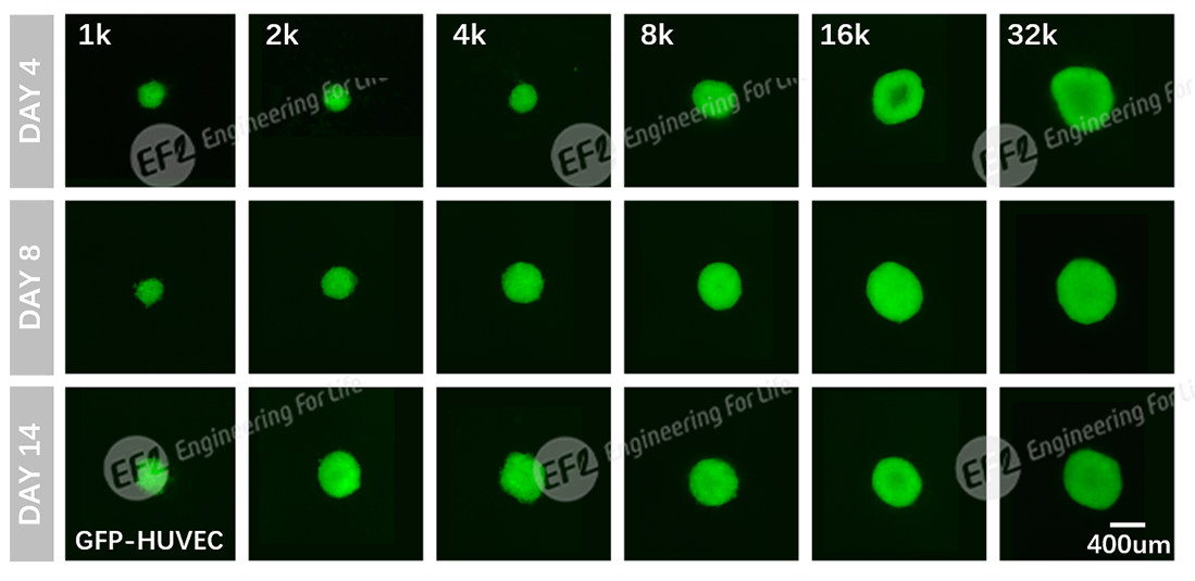 SpheroX™96UKit-细胞球体培养96U孔板套装；Cell Spheroids Culture Plate 96U Well Kit ...