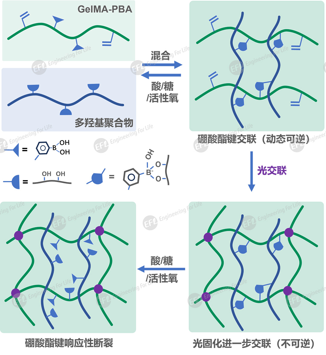 苯硼酸修饰甲基丙烯酰化明胶（GelMA-PBA）-苏州永沁泉智能设备有限公司
